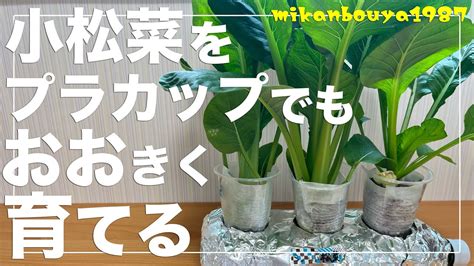 小松菜の1ランク上の育て方1年中育つペットボトルで簡単小松菜の水耕栽培方法初心者にもおすすめ YouTube