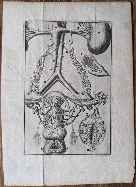Lot Antique 18th Century Print Anatomy Medical