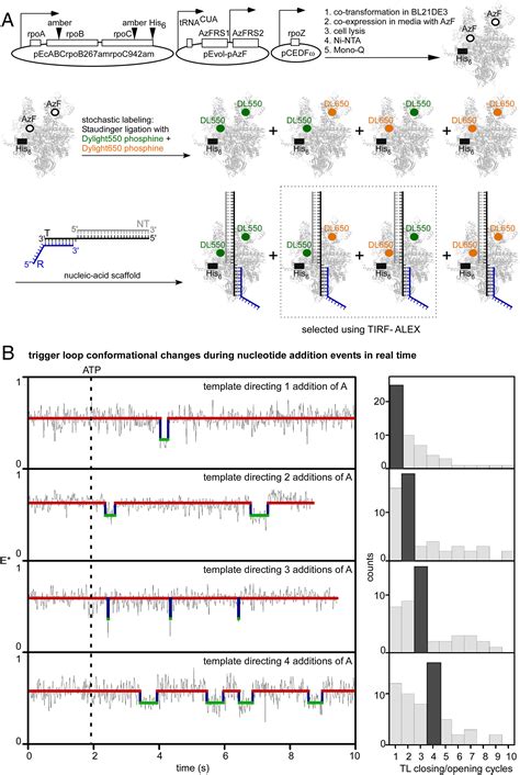 Closing And Opening Of The Rna Polymerase Trigger Loop Pnas