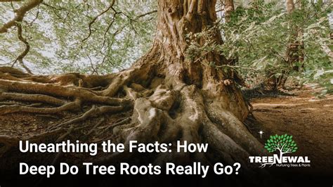 Unearthing The Facts How Deep Do Tree Roots Really Go Youtube