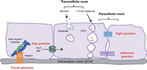 Transcellular And Paracellular