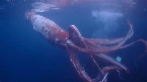 Watch Rare 2 5 M Giant Squid Captured On Camera Off Japan Coast