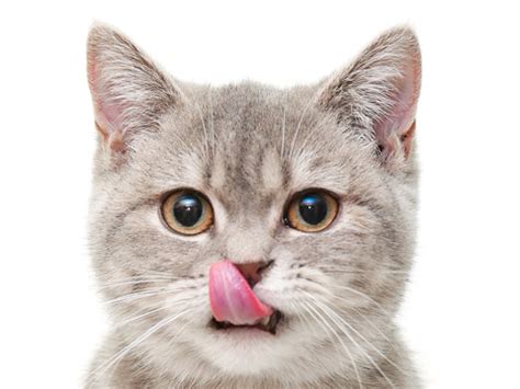 吐舌头的猫 爱拍猫的锅仔 站酷ZCOOL