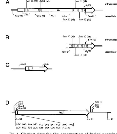 Figure 1 From Transmembrane Topology Of α And β Subunits Of Nak