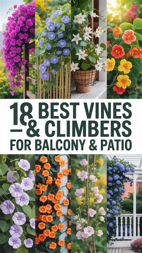 35 Best Vines Climbers For Containers Artofit