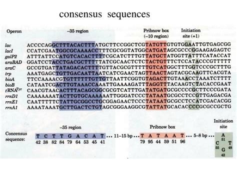 Ppt Recombinant Dna Technology Powerpoint Presentation Free Download Id 4588922