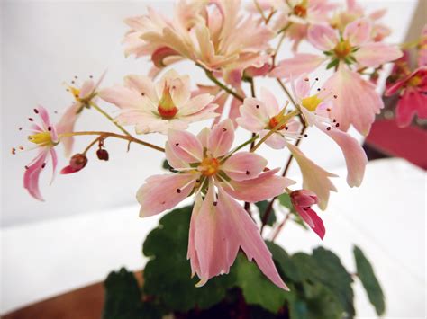第12回 秋の山野草 パレット展 パレットとっとり市民交流ホール