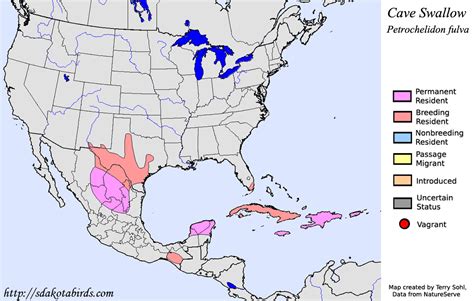 Cave Swallow Species Range Map