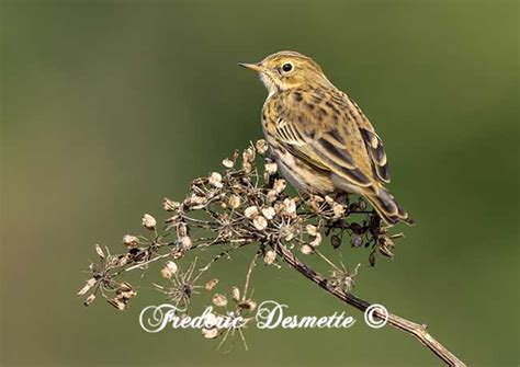 Meadow Pipit