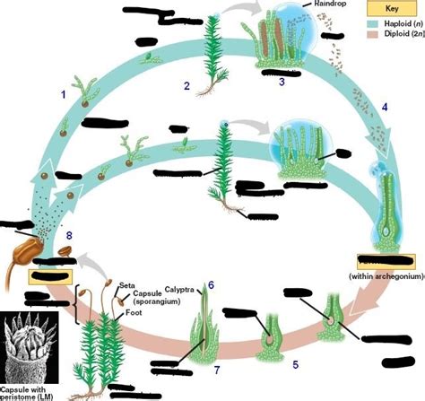Moss Life Cycle Diagram Quizlet