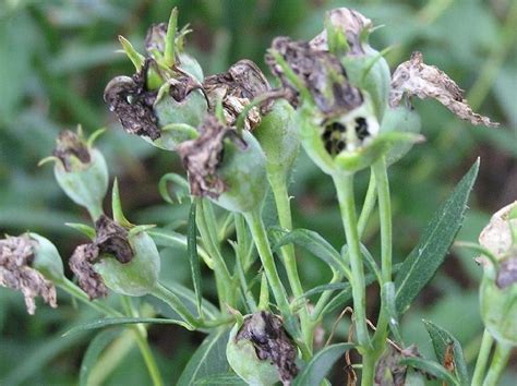 Plantfiles Pictures Platycodon Balloon Flower Chinese Bellflower Japanese Bellflower Albus