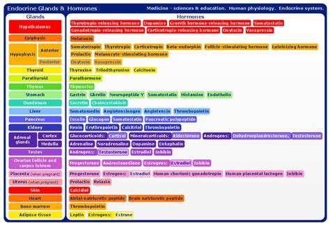 Endocrine System Flow Chart
