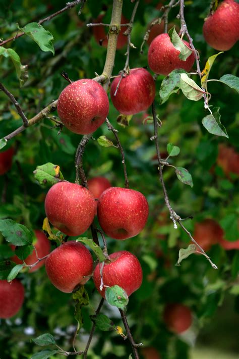 Malus Domestica 건강식품 계절 과수원 과일 과일 베어링 과즙이 많은 나무 나뭇가지 나뭇잎 농업 농작물 농촌의 다년생 달콤한 맛 먹을