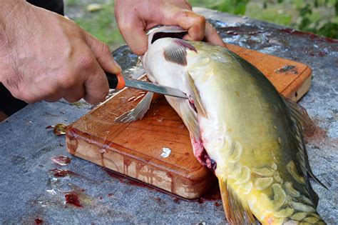 식탁에 칼로 생선을 자르고 청소하는 남자의 손 대형 거울 잉어입니다 요리를 위해 신선한 강 물고기를 준비합니다 강에 대한 스톡