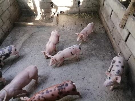 ရေဖြူမြို့နယ်တွင် တစ်ပိုင်တနိုင်ဝက်မွေးမြူရေး လုပ်ကိုင်ခြင်းဖြင့် မိသားစုစားဝတ်နေရေး အဆင်ပြေ