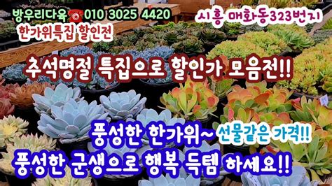 선물같은 가격~추석 특집 착한가격 모음전 풍성한 한가위특집으로 풍성한 군생다육 초창기창다육6종 미니벨금 줄리아나