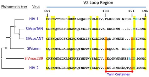 The Phylogenetic Tree Unrooted Left Panel Was Constructed Based On