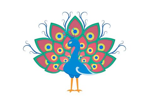 Colorful Peacock Vector Art Design Isolated On White Background