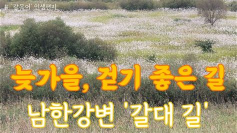 늦가을 걷기 좋은 길 늦가을에 가볼만한 곳 남한강변 갈대길 강목어 인생편지 46 가을여행지추천 늦가을대표풍경 갈대밭 가을에걷기좋은곳 가을여행 갈대