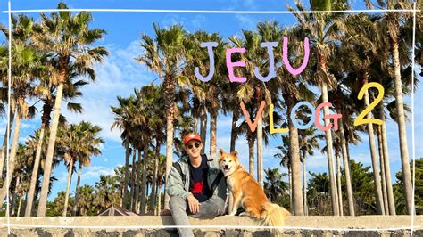 Vlog 테디의 제주 여행 2탄 비행기 타고 ️배 타고 🛳️ 반려견과 함께 하는 여행 브이로그🦊 Youtube