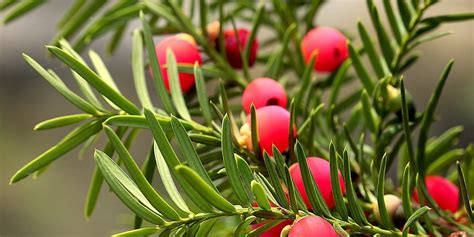 Create A Desktop App In Rust Using Tauri And Yew Dev Community