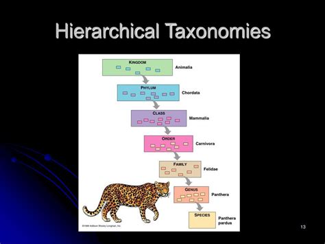 Taxonomies And Classification For Organizing Content Ppt Download