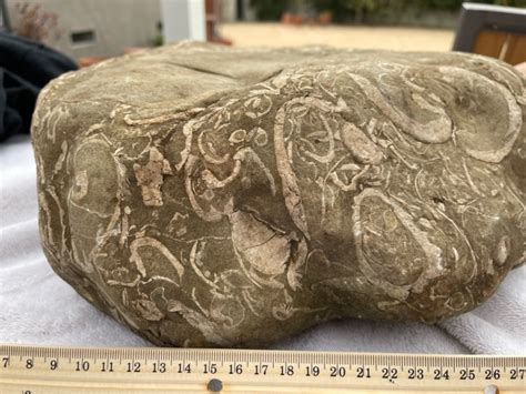 Hi All Wondering Whats In This Rock Fossilized Worm Burrows Not Fossils At All Fossil Id