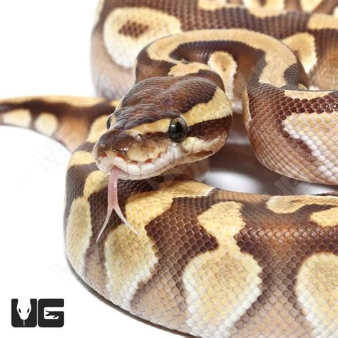 Male Orange Dream Yellowbelly Mojave Het Clown Ball Python 065 Python Regius For Sale