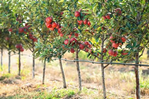 How To Choose The Best Apple Rootstock For Your Tree Minneopa Orchards