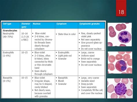 Labeled Blood Smear Slide At Ronald Lockett Blog