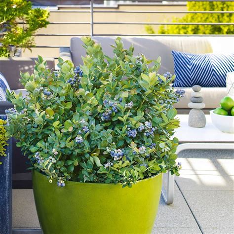 Bushel And Berry® Blueberry Peach Sorbet Plants
