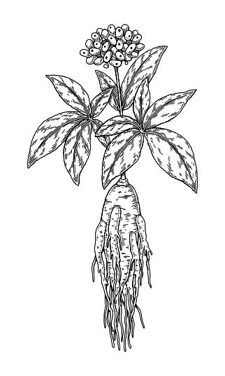 흰 배경에 고립 된 잎과 열매가있는 야생 인삼 뿌리를 손으로 뽑습니다 포장 로고 과학 기사 디자인을위한 스케치 스타일의 식물 벡터 일러스트 레이 션 0명에 대한 스톡 벡터