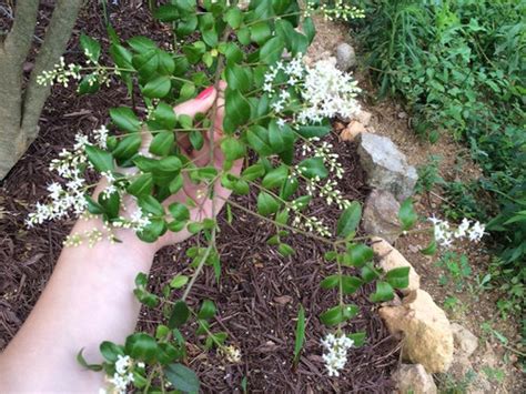 Identify Fragrant Flowering Tree