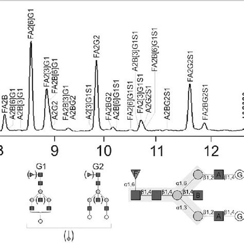 Immunoglobulin G IgG N Glycan Structure And Analysis Composition Of Download Scientific