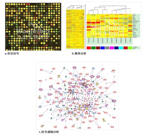 基因芯片价格 详情介绍 960化工网 960化工网
