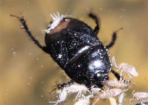 Burrowing Bug Dallasiellus Discrepans Bugguidenet