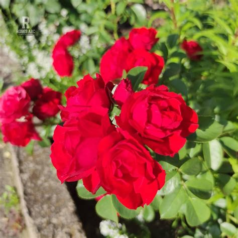 Roses Abc Rose Manora