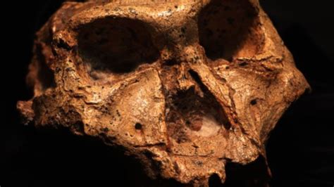 Two Million Year Old Teeth Yield Oldest African Human Genetic Data