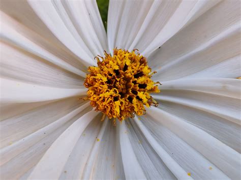 Kokeilussa Honor Tyylik S Keskihintaluokan Puhelin N Ytt Ja Kamerat Vahvuutena Mobiili Fi