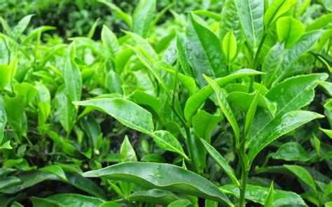 Cây Chè Xanh Đặc điểm Công Dụng Và Phân Loại Giống Chè Xanh