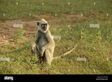Tufted Grey Tufted Gray Langur Semnopithecus Priam Thersites Adult Sitting On The Ground
