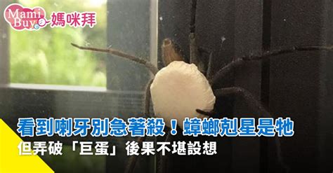 家裡有喇牙代表什麼看到先別急著殺消滅蟑螂就靠它MamiBuy編輯部 媽咪拜MamiBuy
