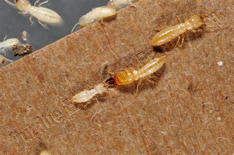 Termite Larvae Vs Ant Larvae