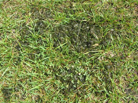 June 2015 K State Turf And Landscape Blog