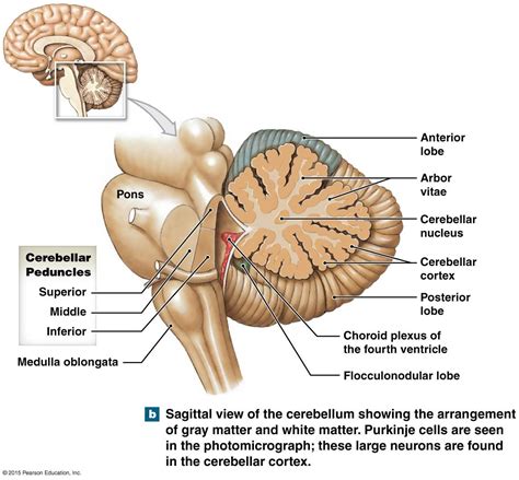 Table Showing The Parts Of The Cerebellum And Their Functions And