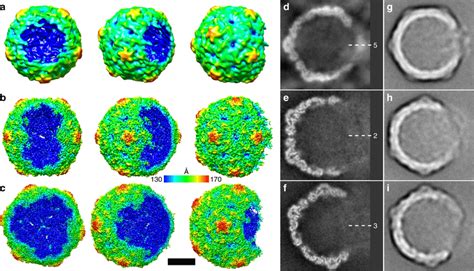 Open Particles Of Echovirus 18 Lacking One Two Or Three Adjacent
