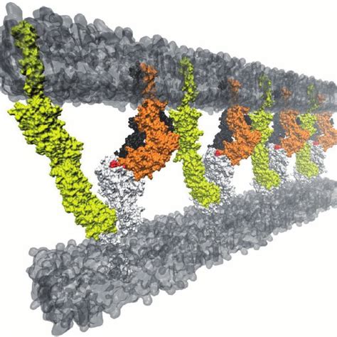 Interaction Between Tcr Peptide And Mhc White Cartoon Mhc Black Download Scientific Diagram
