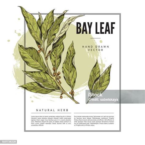 월계수 잎 천연 허브 텍스트를 위한 공간이 있는 배너 흰색 배경에 벡터 그림을 스케치합니다 요리와 조미료를위한 맛있는 향기로운 향신료 복고풍 조각 질감 고풍스런에 대한 스톡