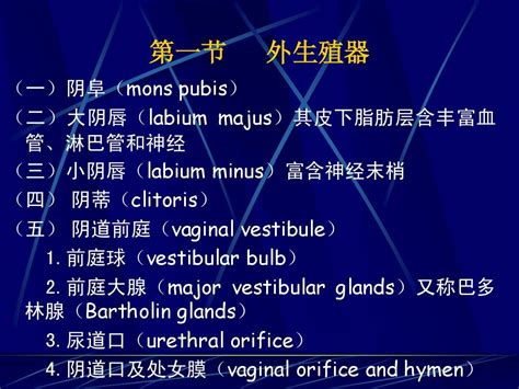 11女性生殖系统解剖word文档在线阅读与下载无忧文档