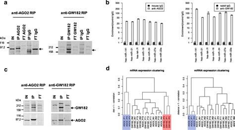 Rip Chip Experiments Overview A And C Western Blot Analysis Of Download Scientific Diagram